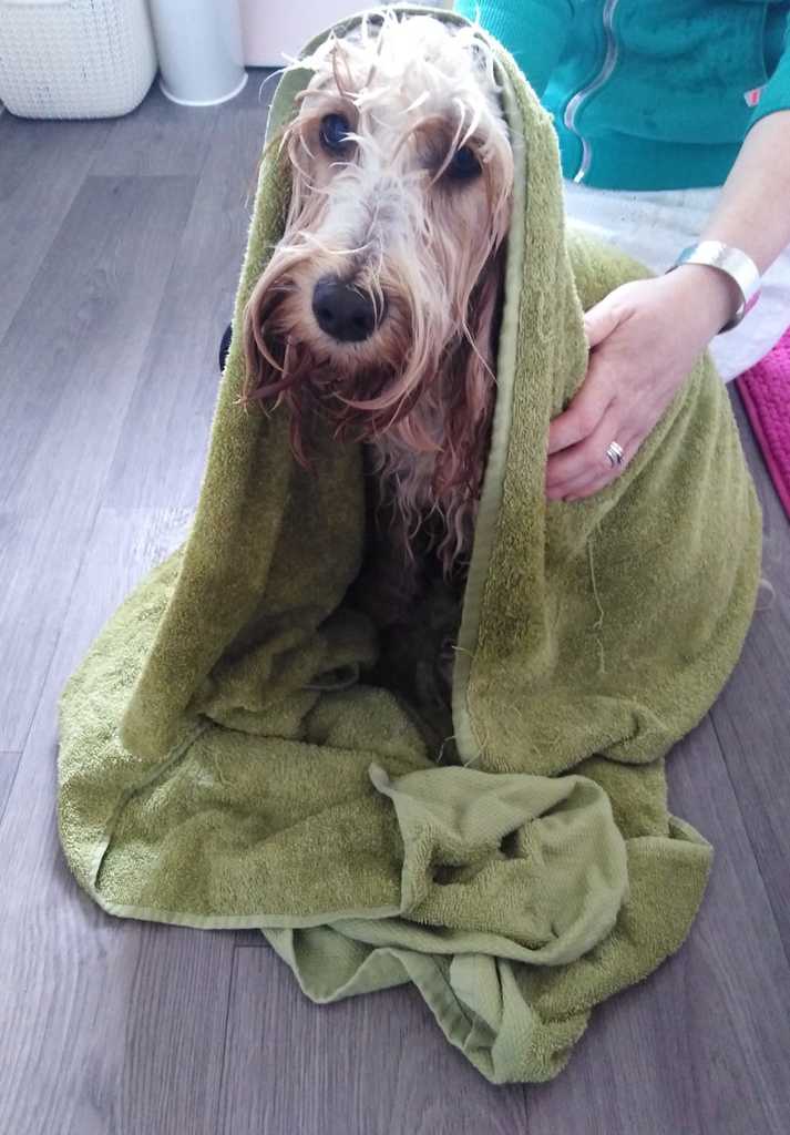 A big ‘WOOF’ from Betsy – Penpol Primary School